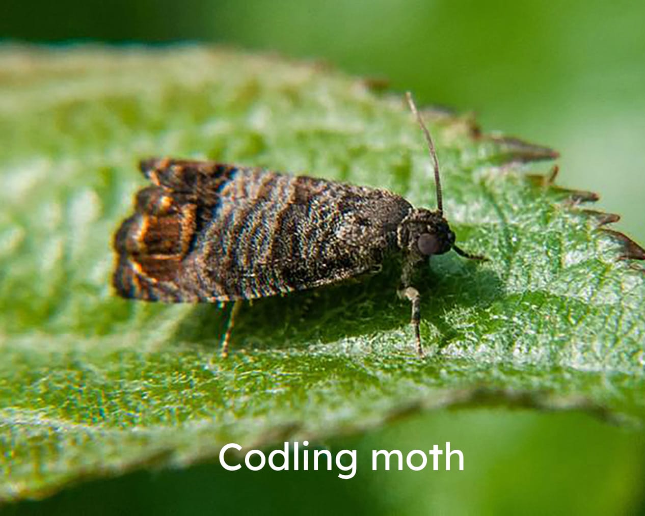 scoutlabs | Easy & Affordable AI powered remote insect monitoring
