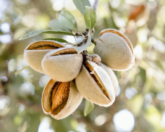 Common Almond Pests and Diseases to Watch For - scoutlabs