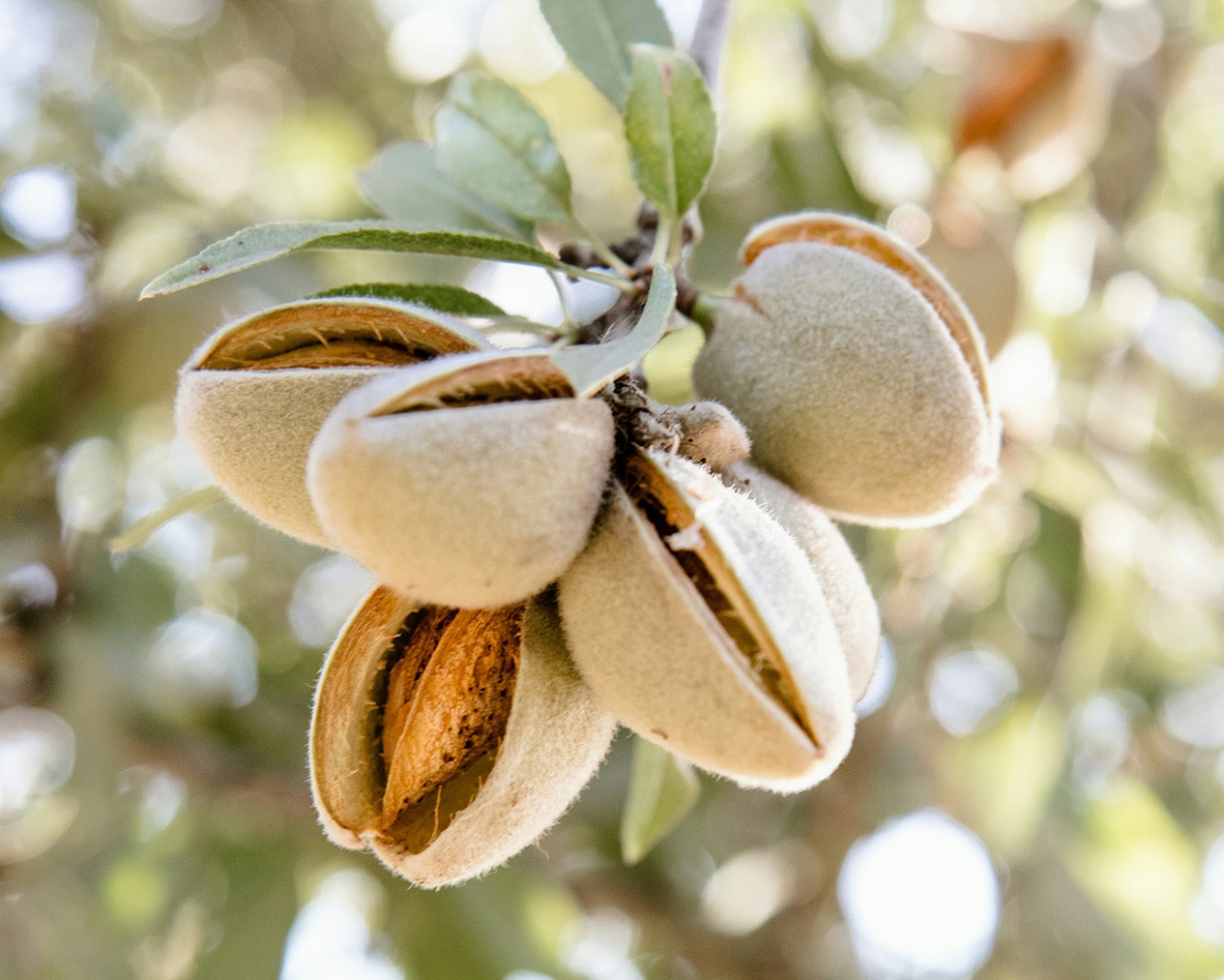 Common Almond Pests and Diseases to Watch For - scoutlabs