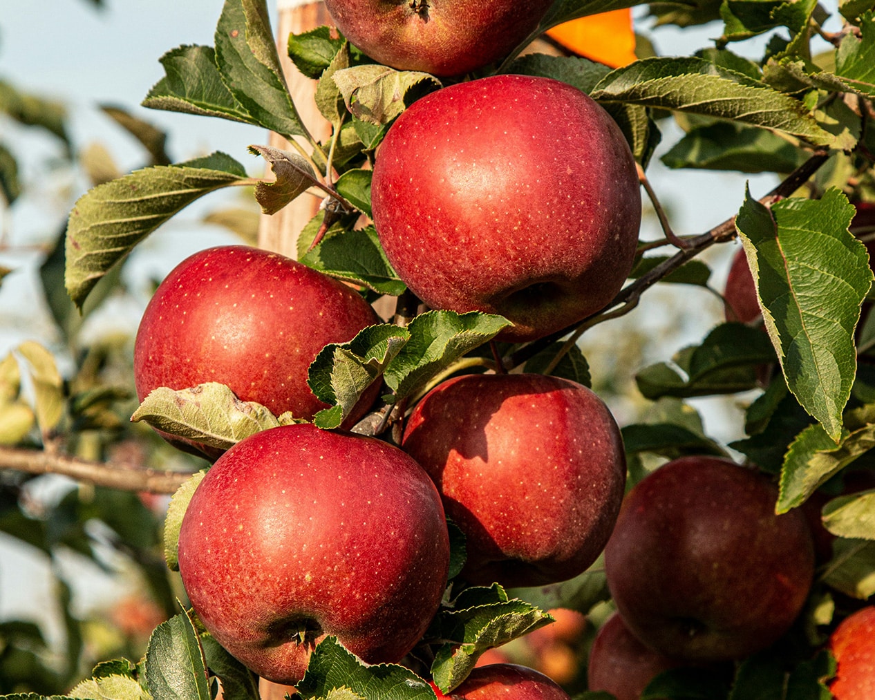 Tried-and-tested biopesticides examples every farmer should know ...