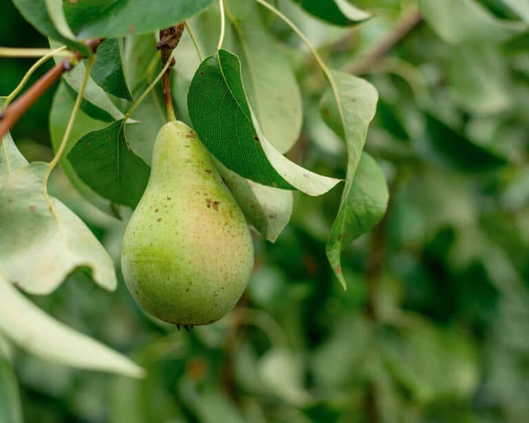 5 Pear Tree Diseases & Pests that can Wreck your Orchard (and how to ...
