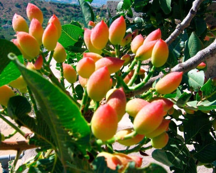 Common Almond Pests and Diseases to Watch For - scoutlabs