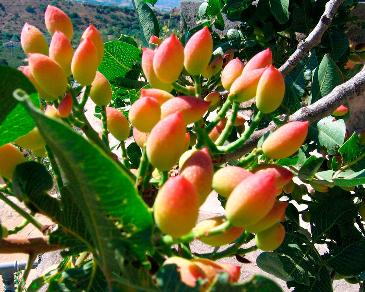 Tried-and-tested biopesticides examples every farmer should know ...