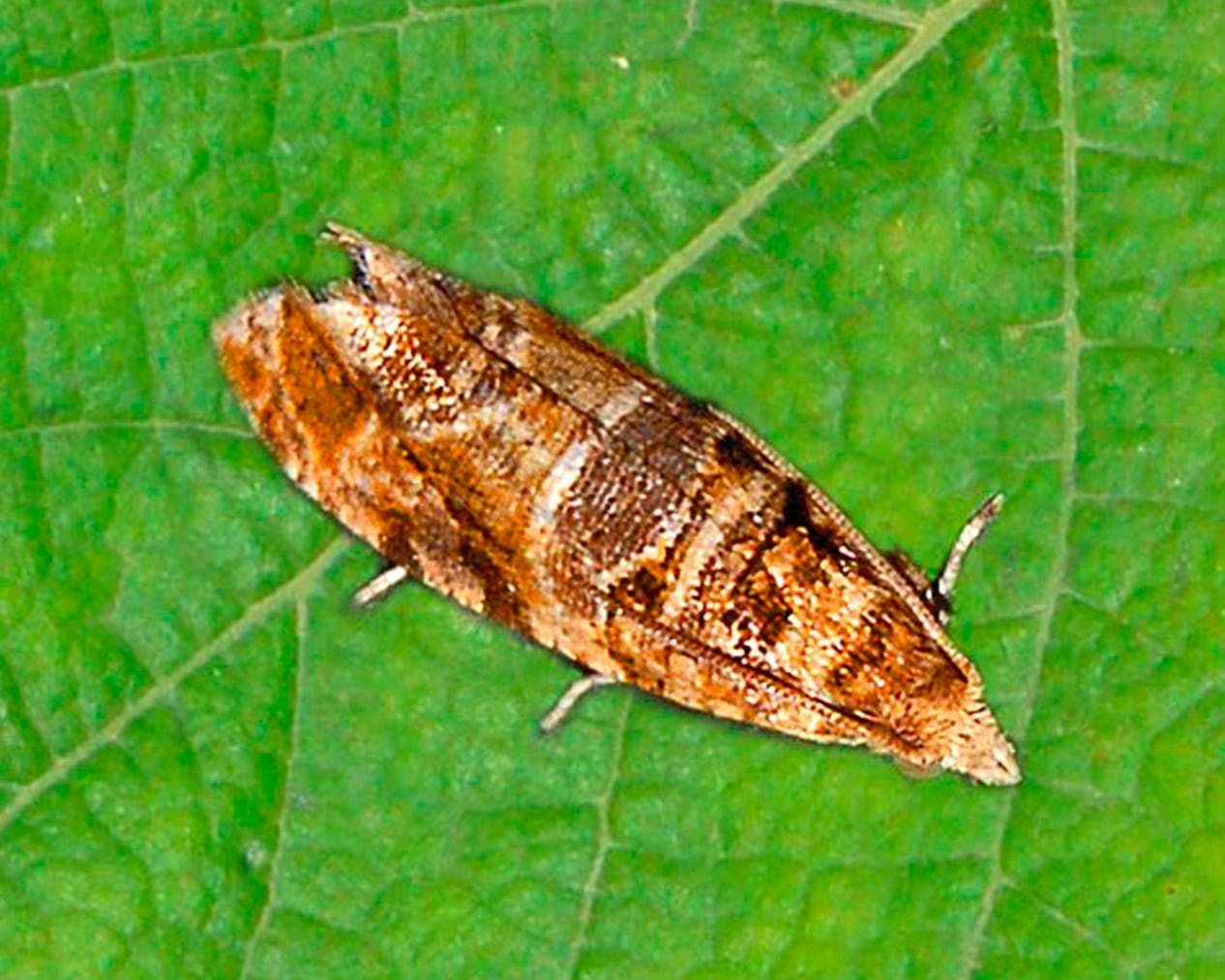 Common Almond Pests and Diseases to Watch For - scoutlabs