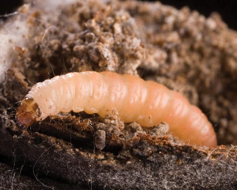 5 Pear Tree Diseases & Pests that can Wreck your Orchard (and how to ...