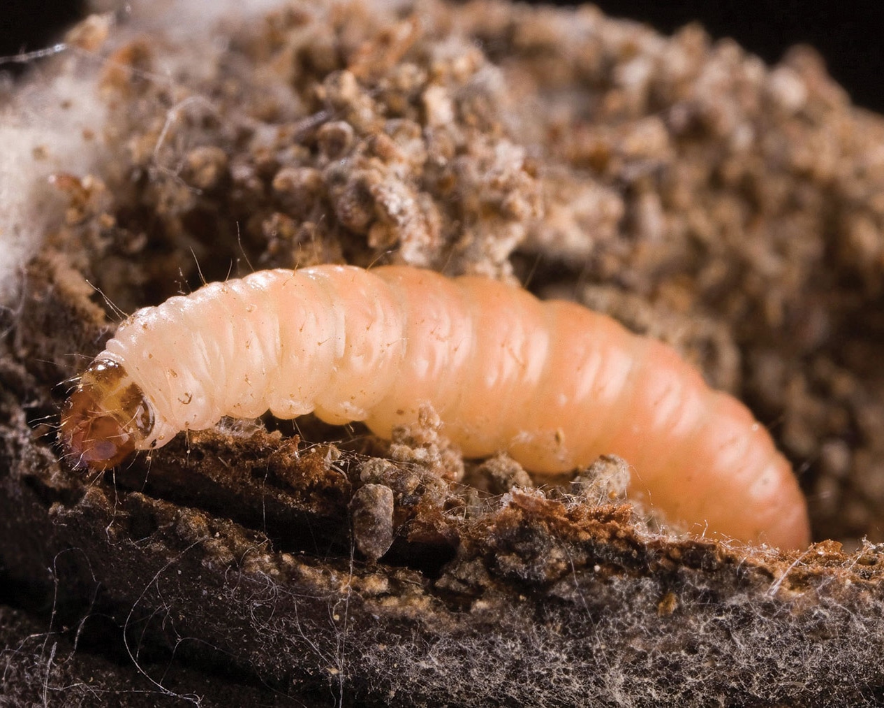 Insect Traps Explained: A Practical Guide for Effective Pest Control on ...