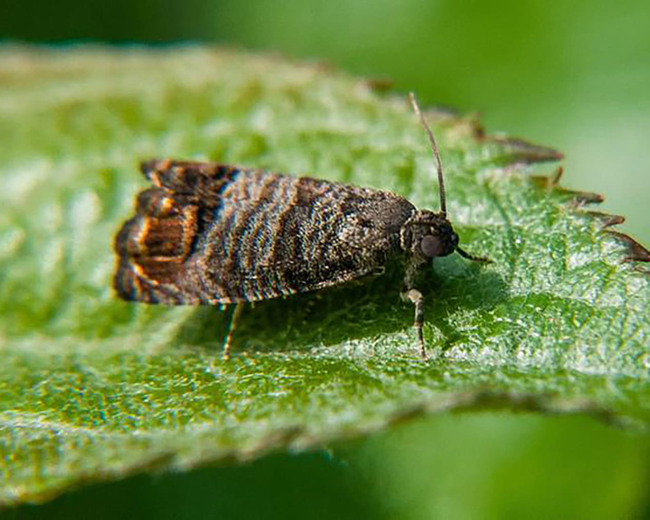 Common Almond Pests and Diseases to Watch For - scoutlabs