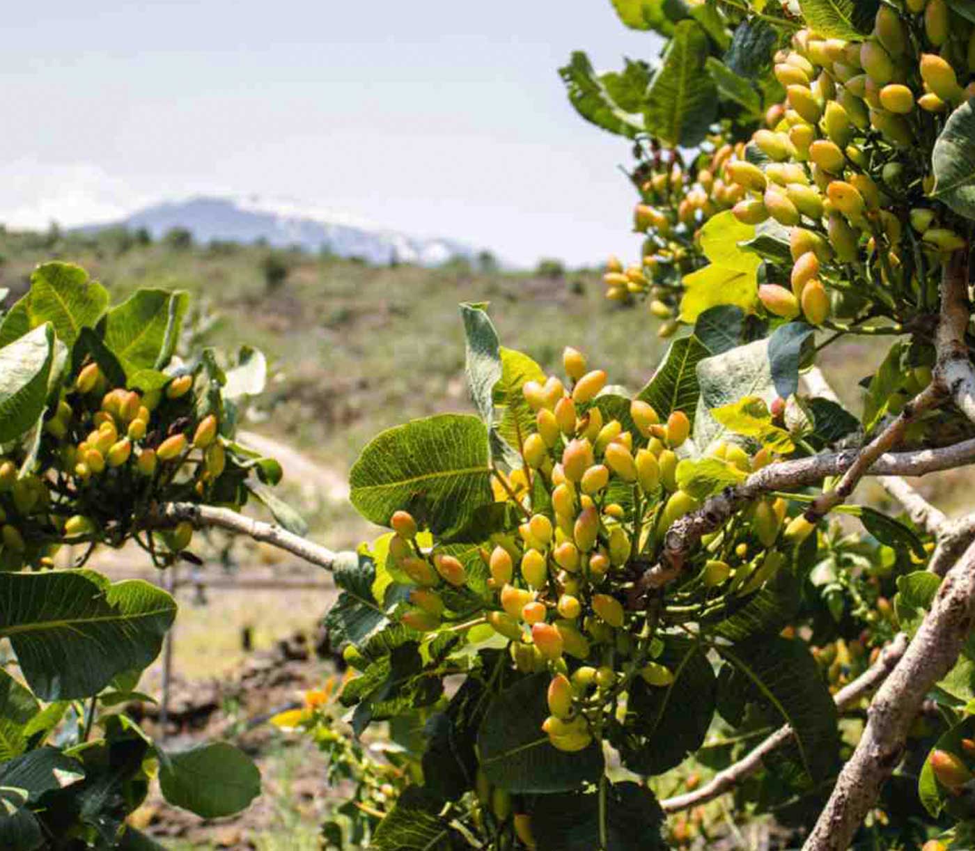 Pistachios - scoutlabs