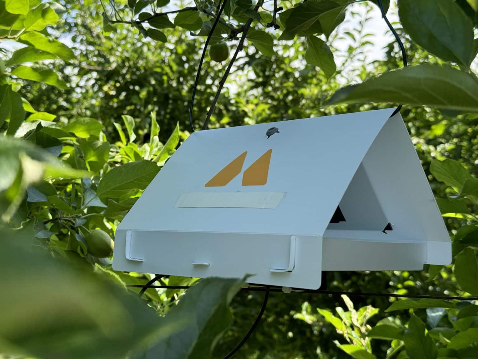 Insect Traps Explained: A Practical Guide for Effective Pest Control on ...