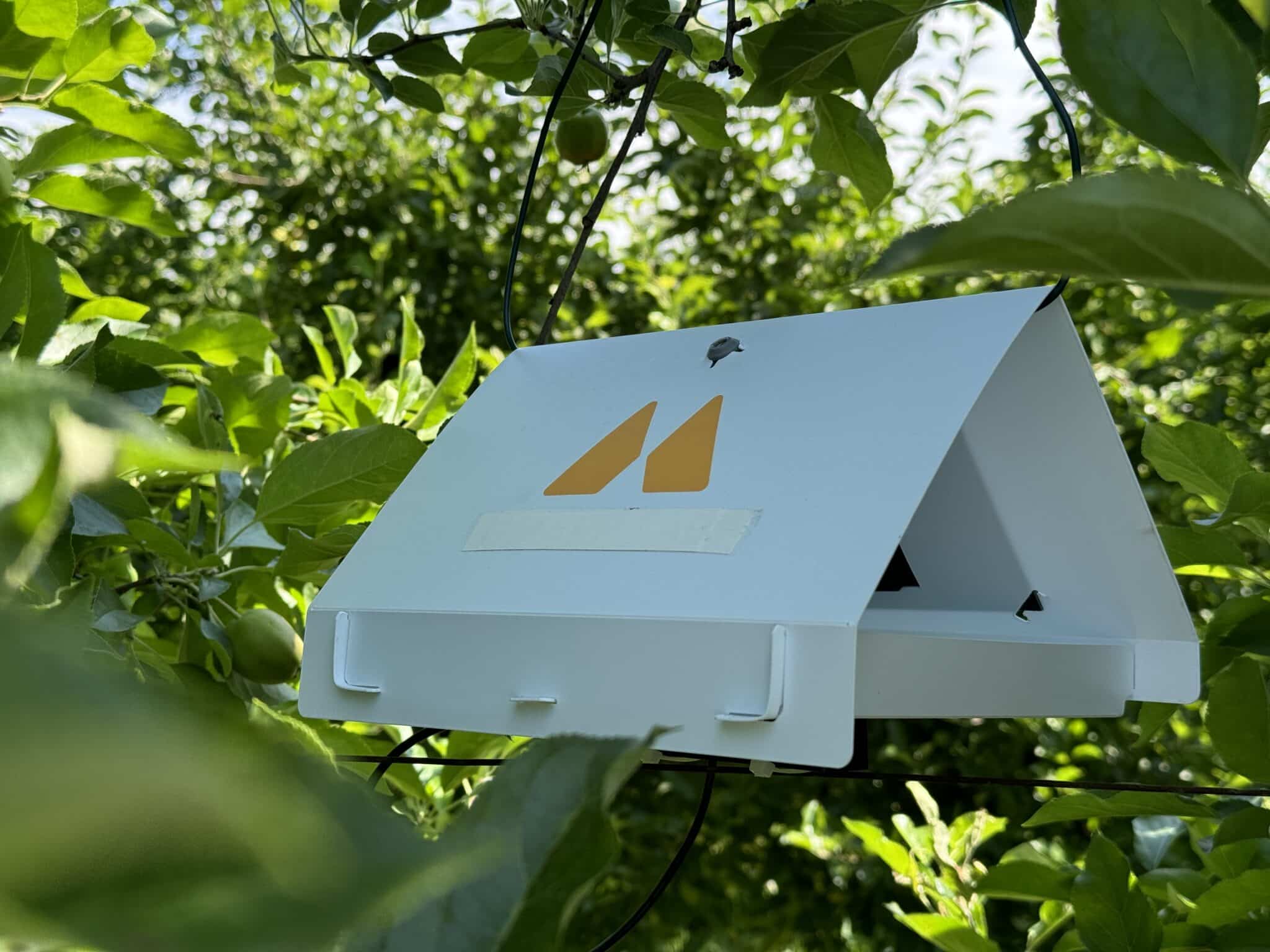 Insect Traps Explained: A Practical Guide for Effective Pest Control on ...