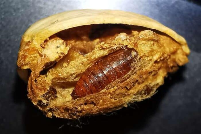 The Four Stages of Insect Growth: From Egg to Adult - scoutlabs