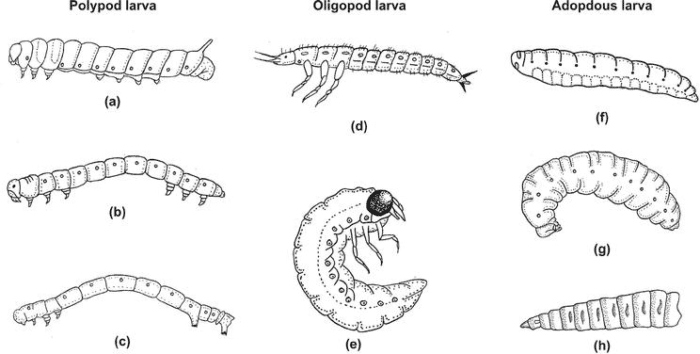 The Four Stages of Insect Growth: From Egg to Adult - scoutlabs