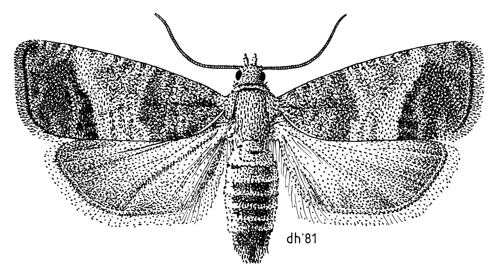 The Four Stages of Insect Growth: From Egg to Adult - scoutlabs