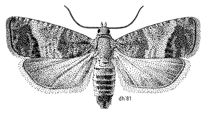 The Four Stages of Insect Growth: From Egg to Adult - scoutlabs