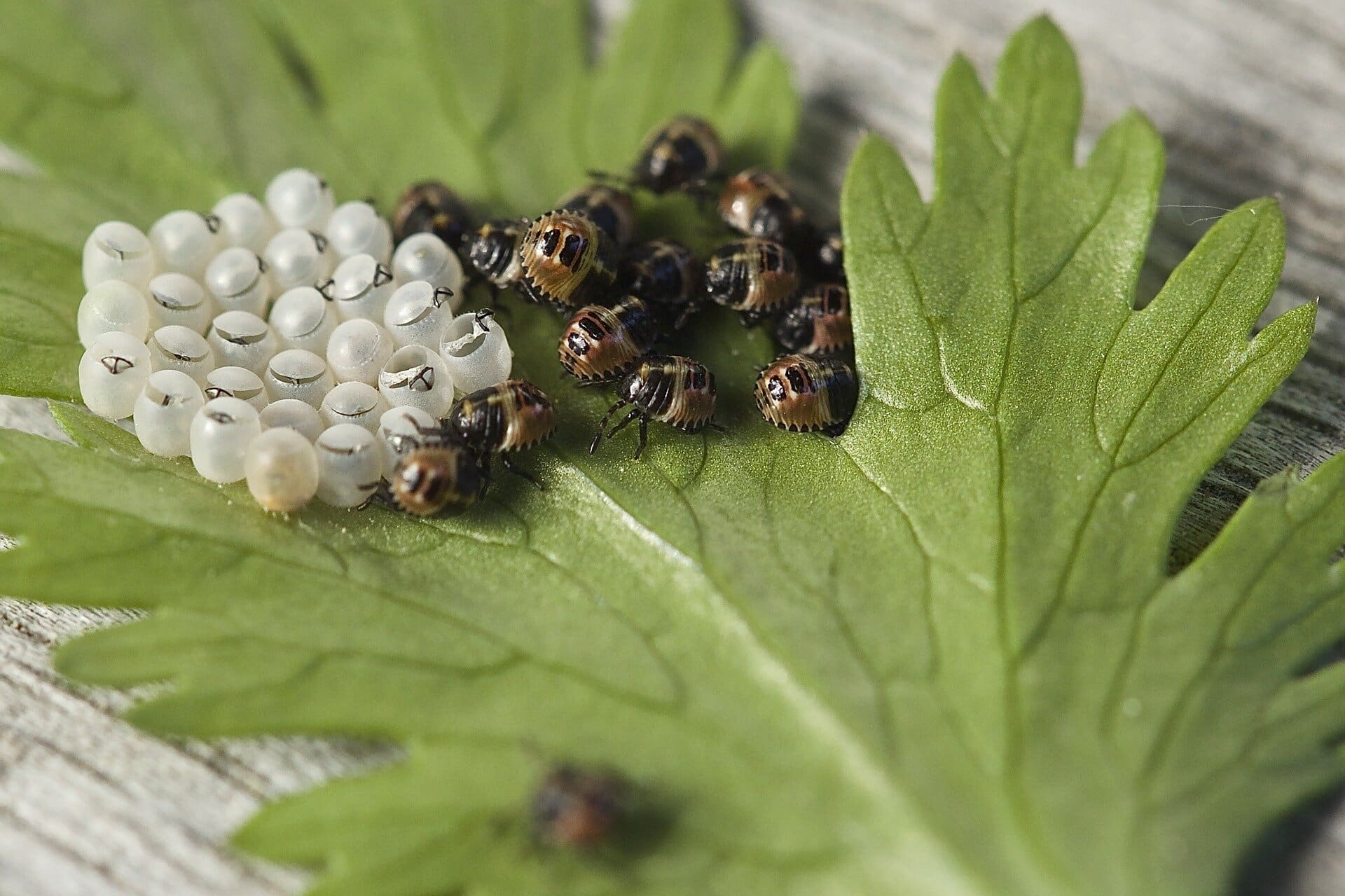 The Four Stages of Insect Growth: From Egg to Adult - scoutlabs