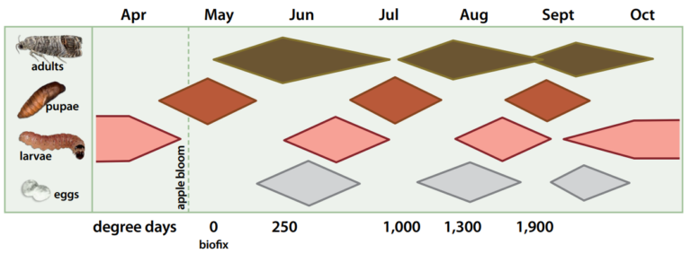 Codling Moth Damage: The #1 Threat to Your Orchard (And How to Stop It!) - scoutlabs