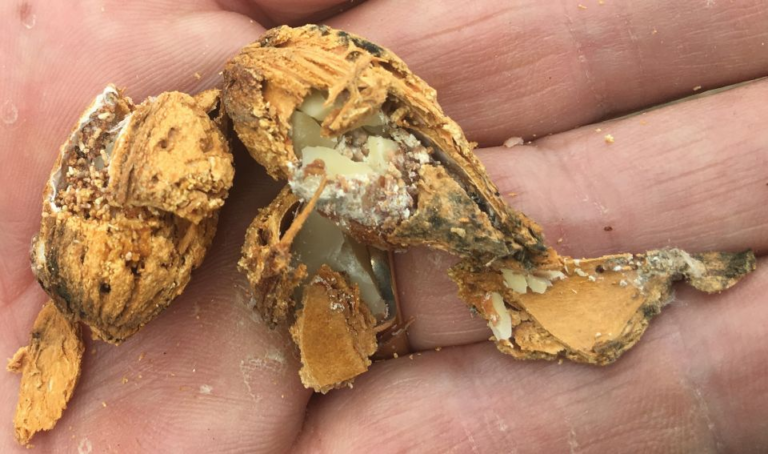 Common Almond Pests and Diseases to Watch For - scoutlabs
