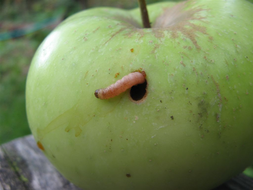 Codling Moth Damage: The #1 Threat to Your Orchard (And How to Stop It!) - scoutlabs