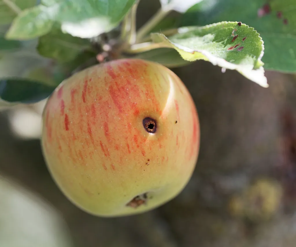 Codling Moth Damage: The #1 Threat to Your Orchard (And How to Stop It!) - scoutlabs