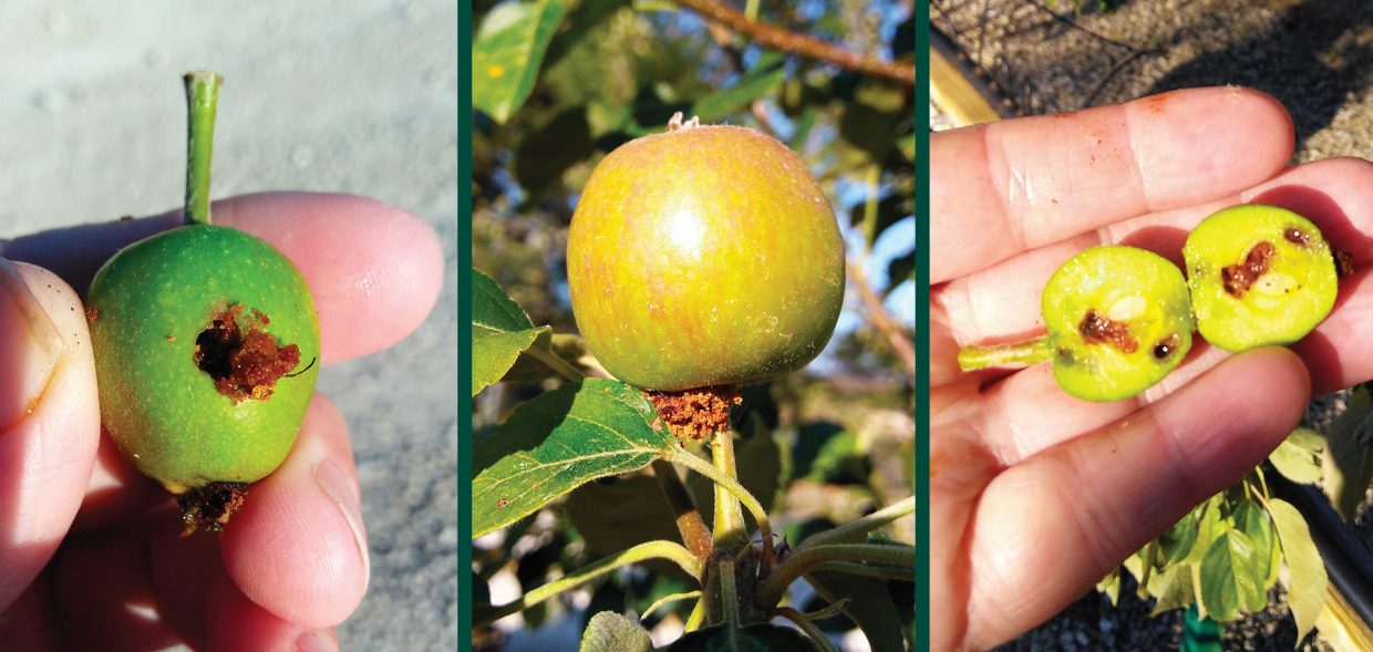 Codling Moth Damage: The #1 Threat to Your Orchard (And How to Stop It ...