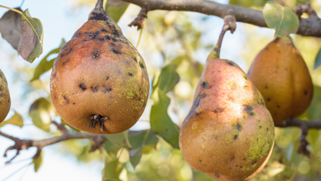 5 Pear Tree Diseases & Pests that can Wreck your Orchard (and how to ...
