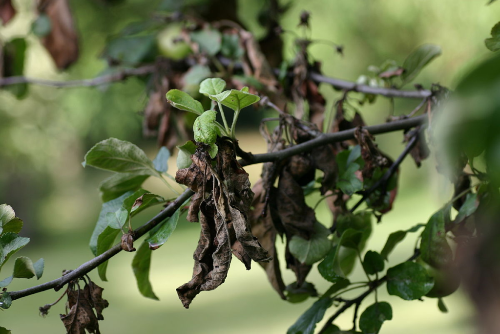 5 Pear Tree Diseases & Pests that can Wreck your Orchard (and how to ...