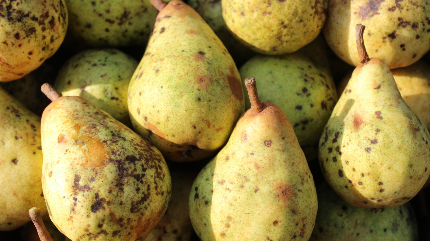 5 Pear Tree Diseases & Pests that can Wreck your Orchard (and how to ...