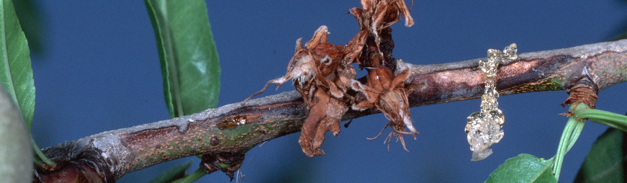 Common Almond Pests and Diseases to Watch For - scoutlabs