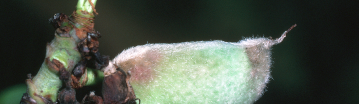 Common Almond Pests and Diseases to Watch For - scoutlabs