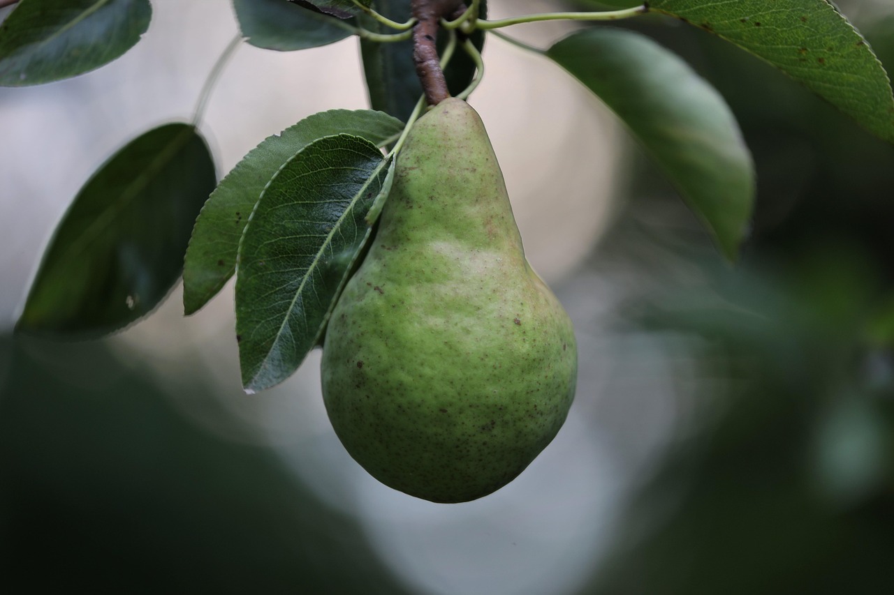 5 Pear Tree Diseases & Pests that can Wreck your Orchard (and how to Fight Back!) - scoutlabs