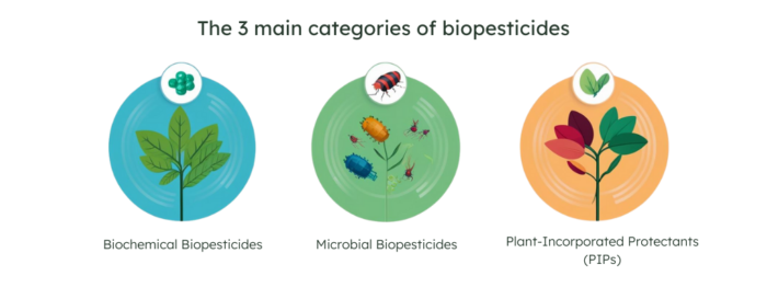 Tried-and-tested biopesticides examples every farmer should know ...